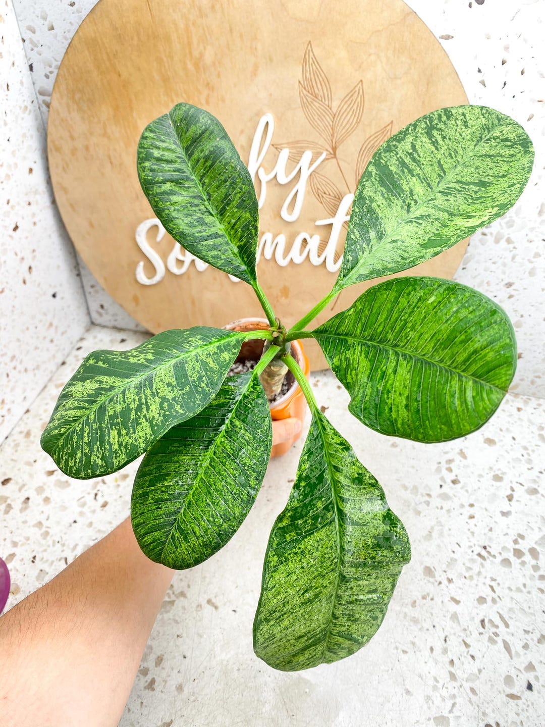 Plumeria Maya Variegated Multiple Leaves Rooting FREE SHIPPING - Etsy