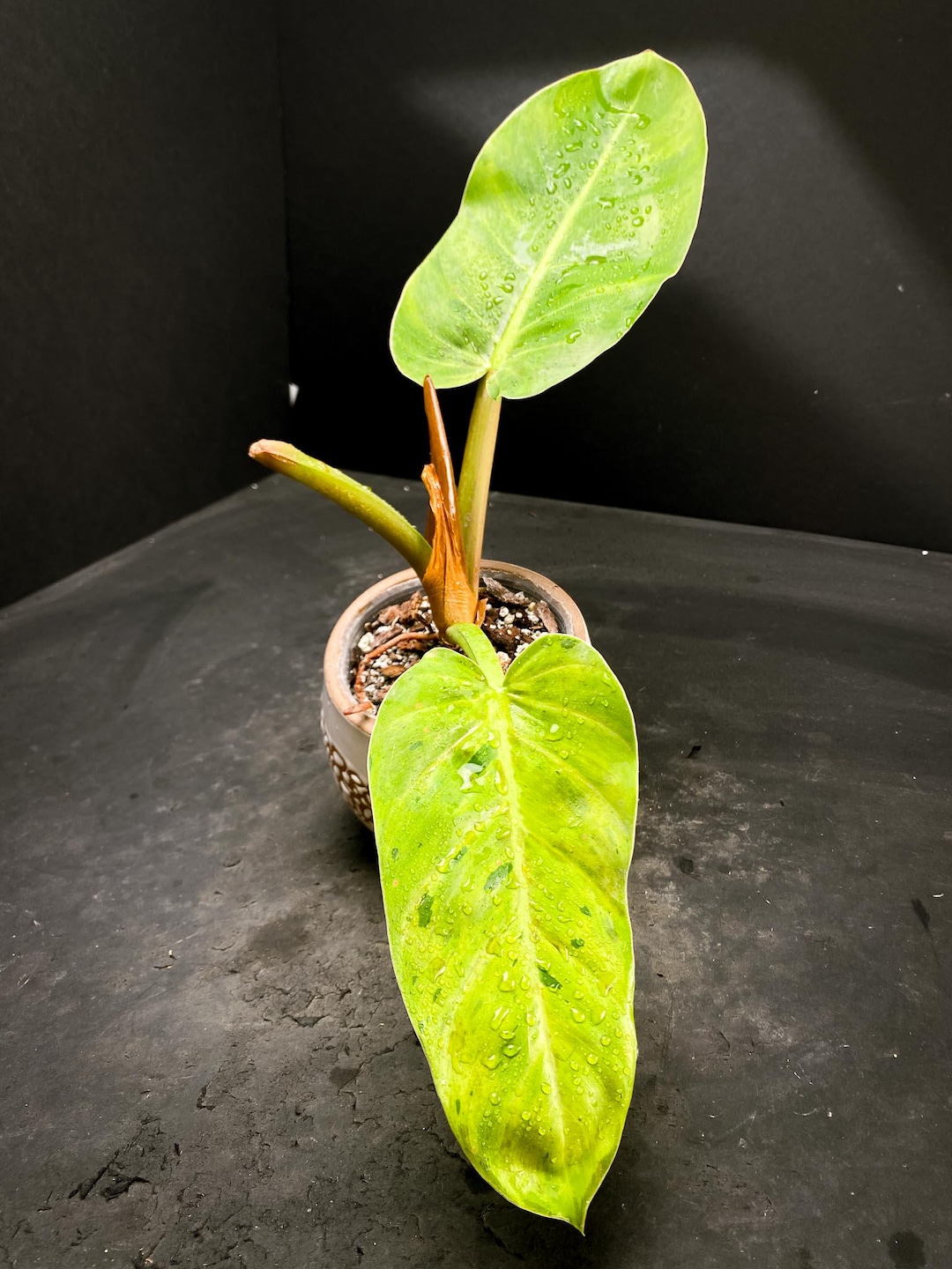 Philodendron Ruay Sap Variegated 2 Leaves 4 Nodes 1 Sprout Rooted FREE ...