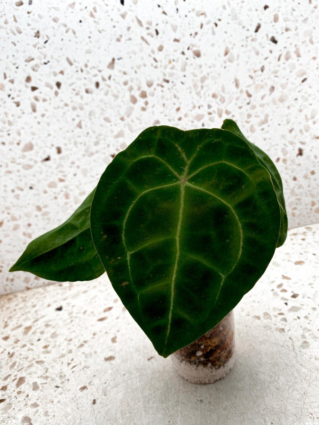 Anthurium Forgetii X Papillilaminum 3 Leaves 3 Nodes Top Cutting Rooted ...