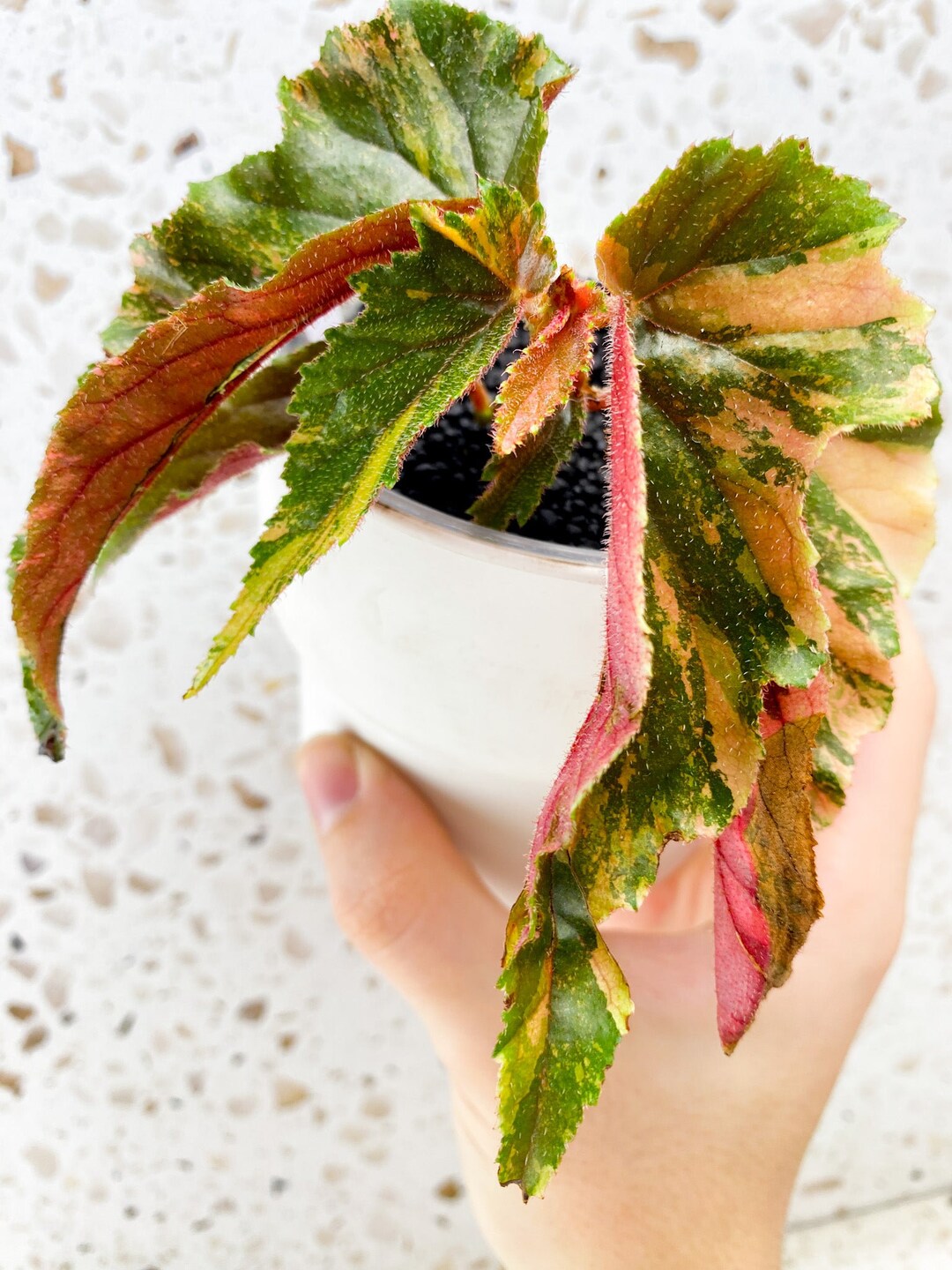 Begonia Ginny Galaxy Variegated 5 Leaf Top Cutting Newest Leaf is Still ...