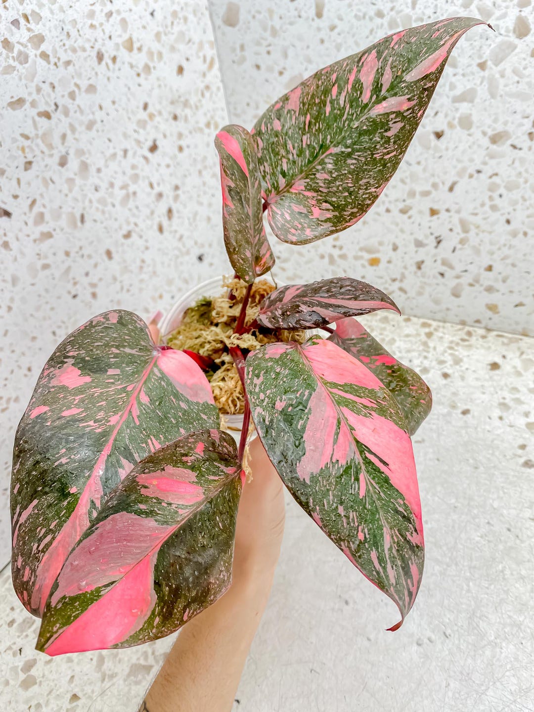 Philodendron Pink Princess Marble Galaxy Multiple Leaves Multiple Nodes ...