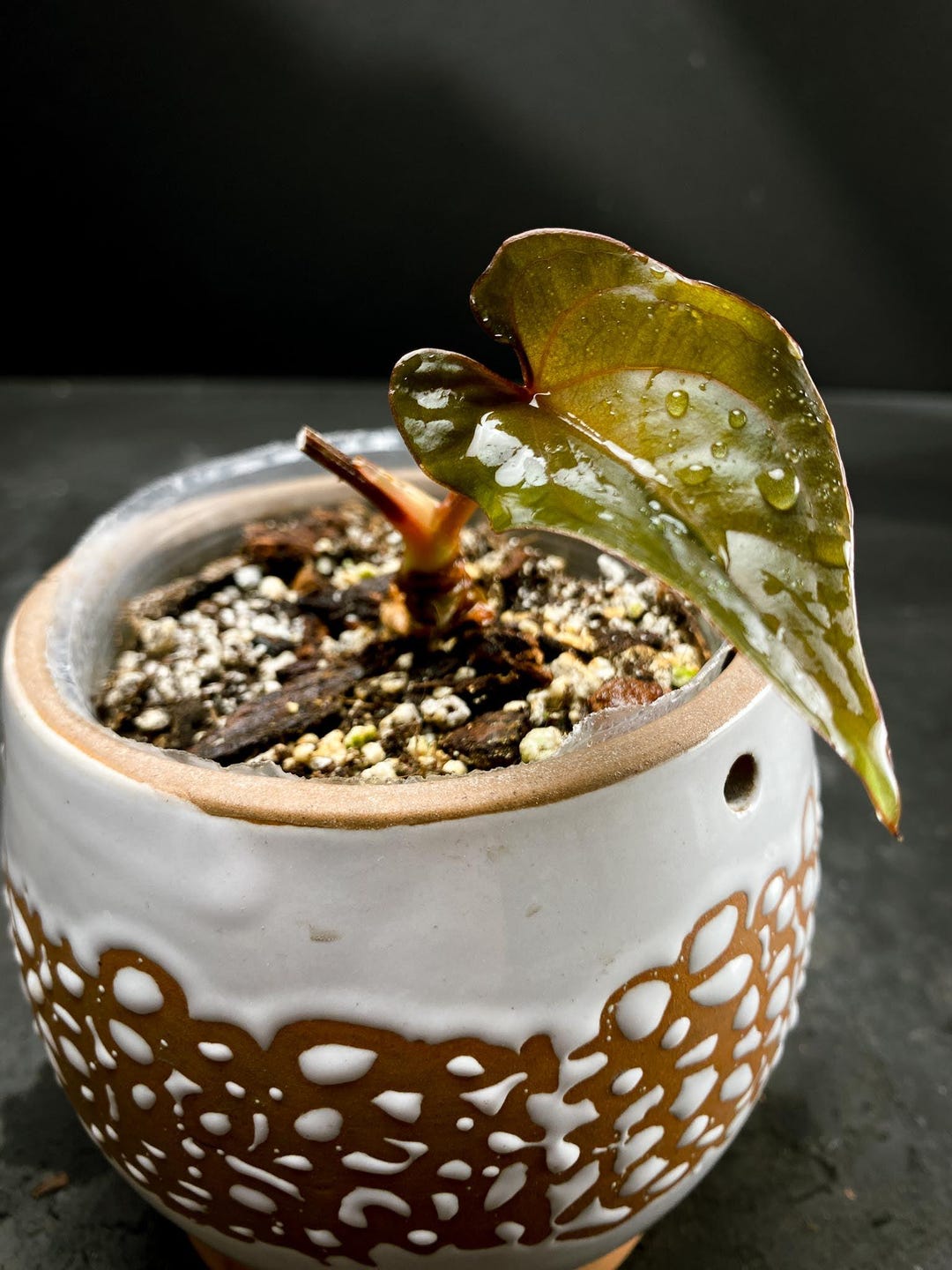 Anthurium Black Velvet Panama 1 Leaf Multiple Nodes Multiple Buds ...