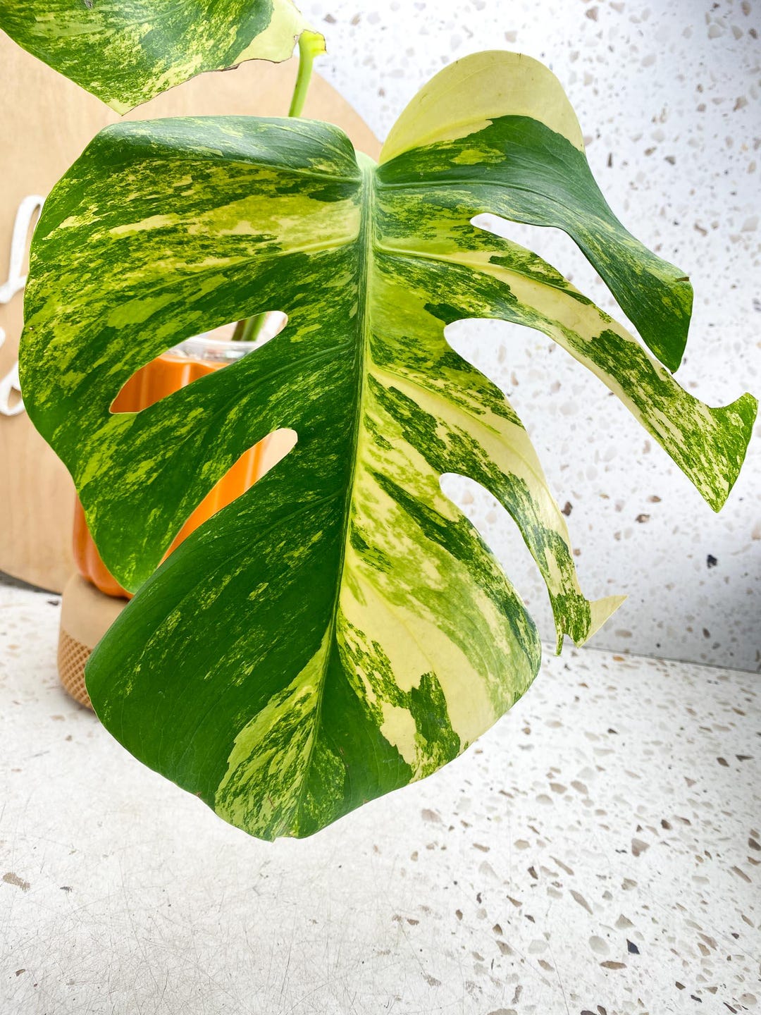 Monstera Aurea Tricolor 2 Leaves 2 Nodes Variegated Slightly Rooted ...