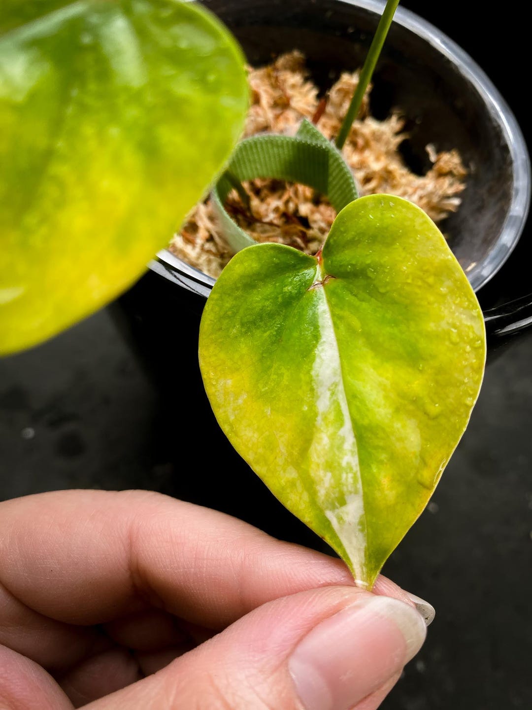 Anthurium Andraeanum Variegated 2 Leaves 3 Nodes Rooted FREE SHIPPING ...
