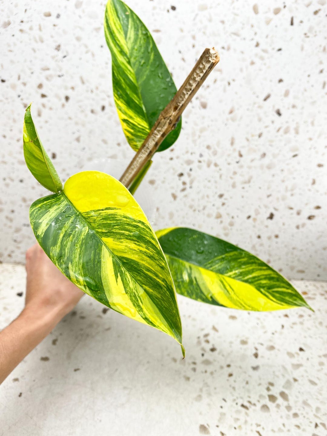 Epipremnum Giganteum Aurea Variegated Mother Plant Showcase Only FREE ...