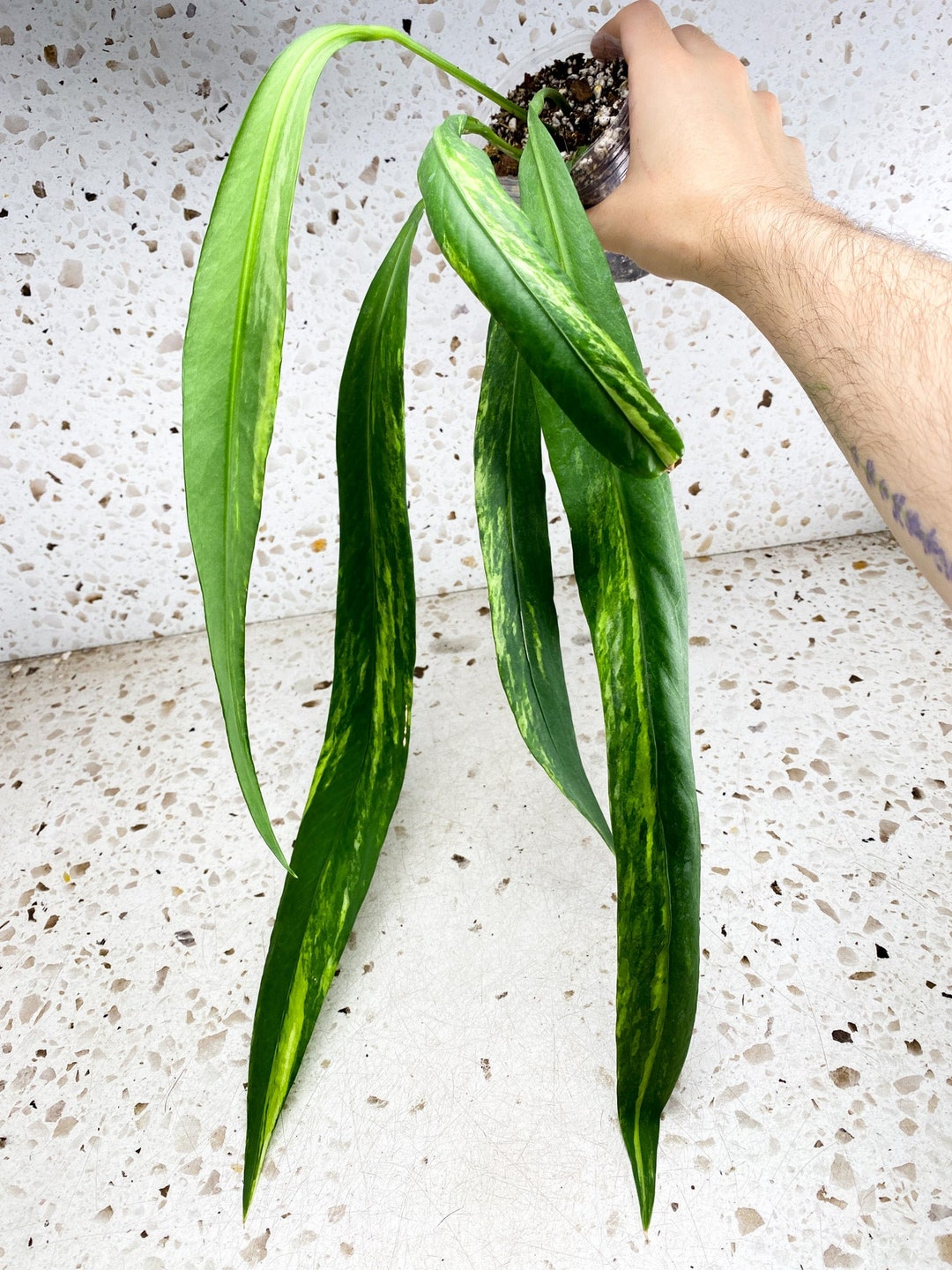 Anthurium Vittarifolium Variegated 5 Leaves 1 Sprout Top Cutting ...