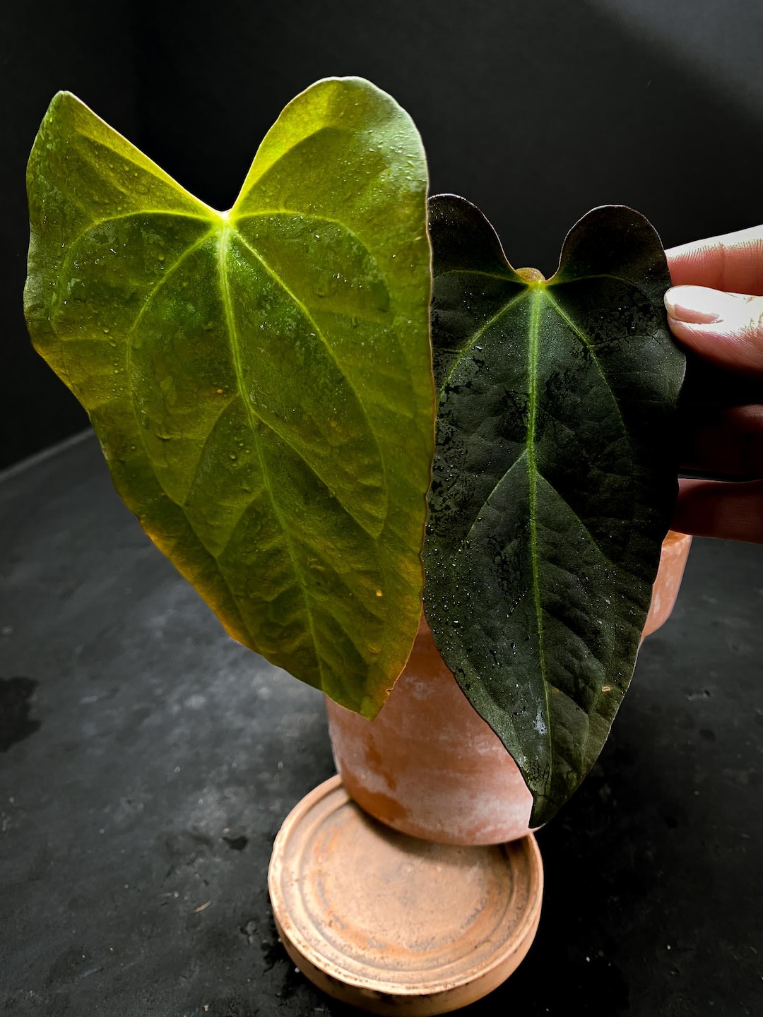 Anthurium Blue Papillilaminum X Dorito 2 Leaves Multiple Nodes 2 ...