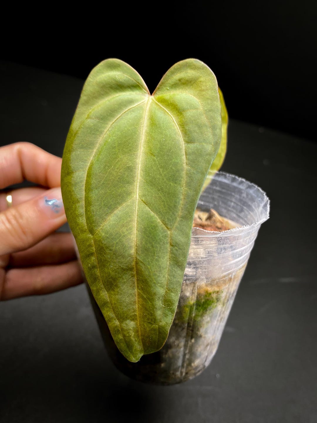 Anthurium Papillilaminum X Warocqueanum Dark Form 2 Leaves Multiple ...