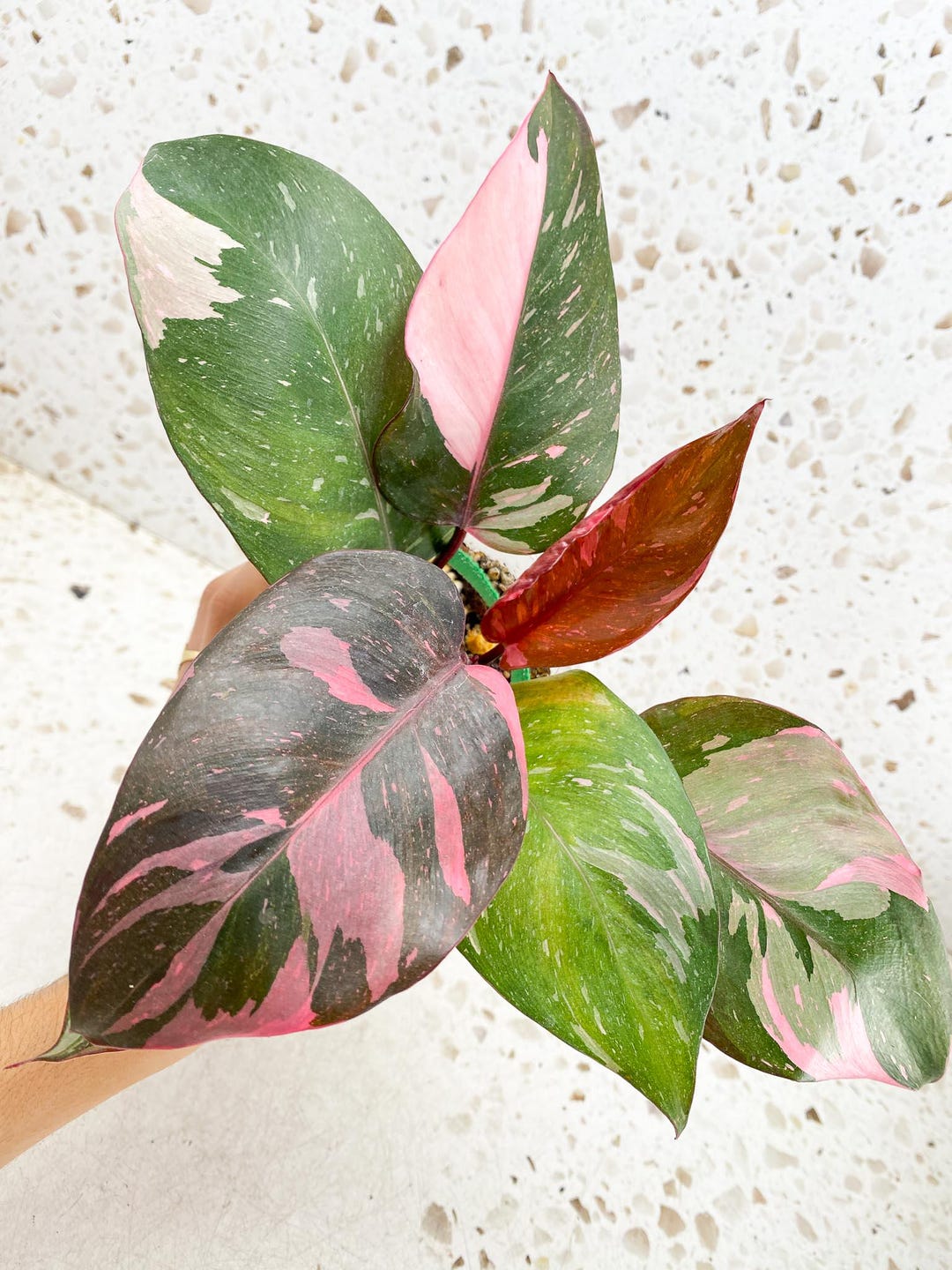Philodendron Pink Princess Marble Galaxy Variegated Multiple Leaves ...