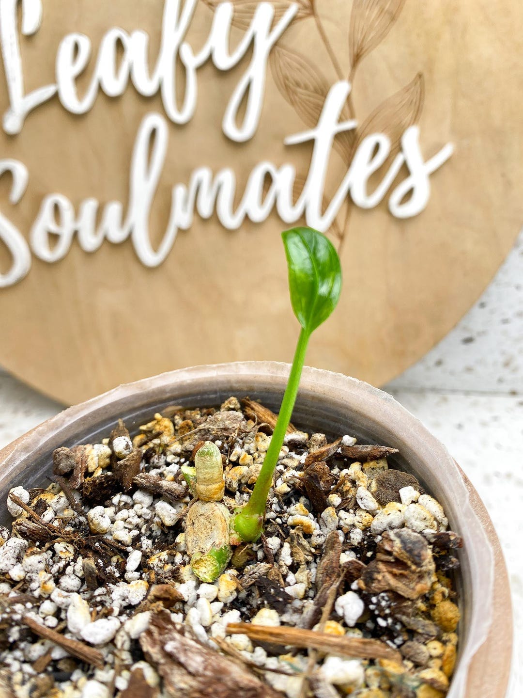 Anthurium Vittarifolium Variegated 1 Leaf 2 Nodes 1 Sprout FREE ...