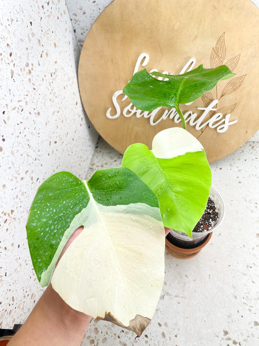 Monstera Albo Japanese White Tiger Variegated 3 Leaves 3 Nodes Top ...