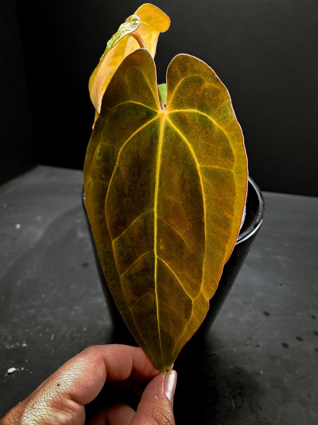 Anthurium Blue Papillilaminum X Dark Phoenix 2 Leaves 2 Nodes Rooted Xp ...