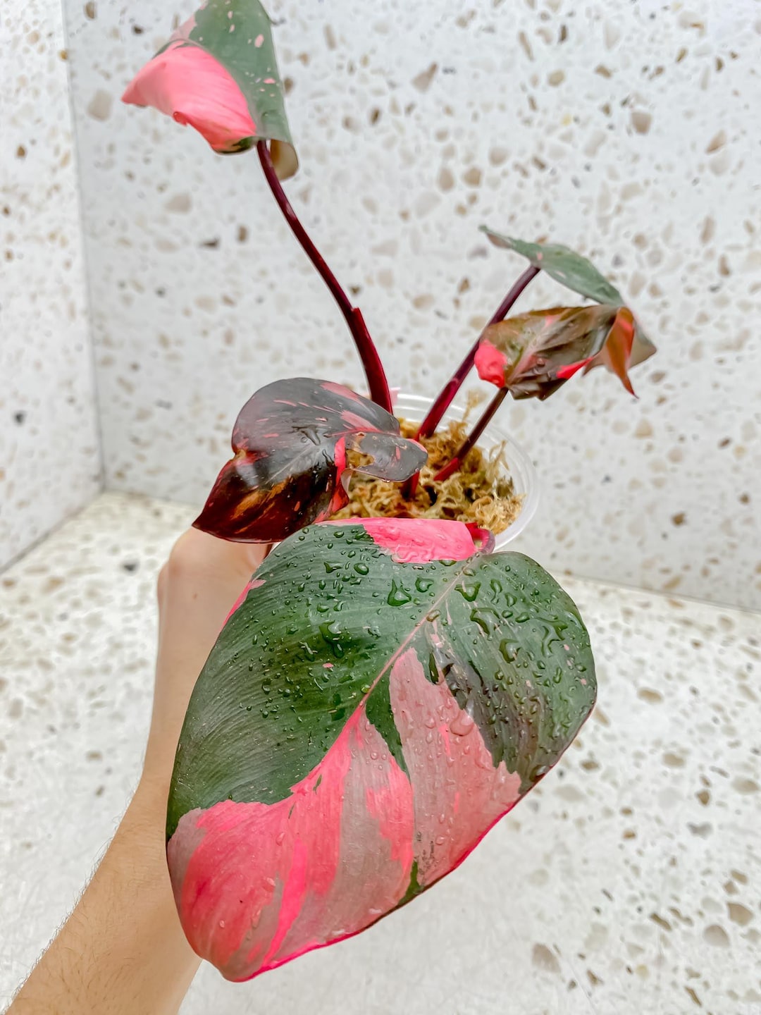 Philodendron Pink Princess Marble Galaxy 5 Leaves 5 Nodes Top Cutting ...