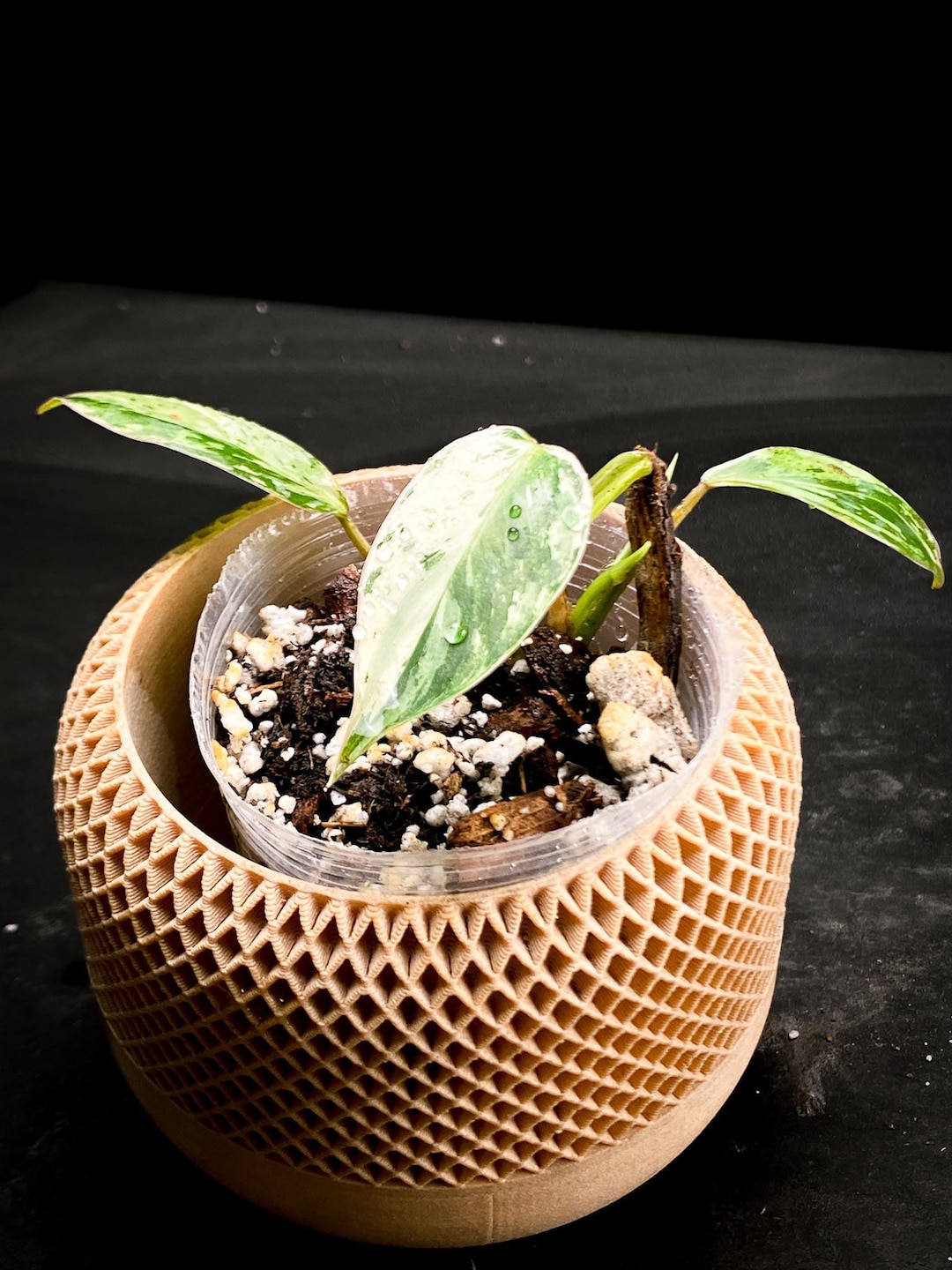 Philodendron Emerald Marble King Variegated 3 Leaves Multiple Nodes 2 ...