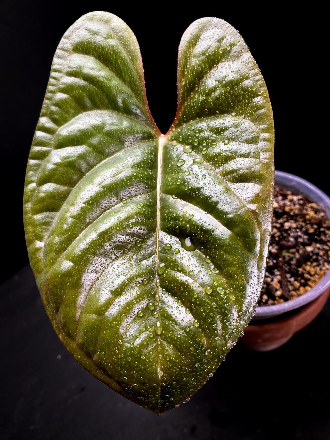 Anthurium Pinkleyi X Luxurians 1 Leaf 2 Nodes 1 Sprout Rooted Xp FREE ...