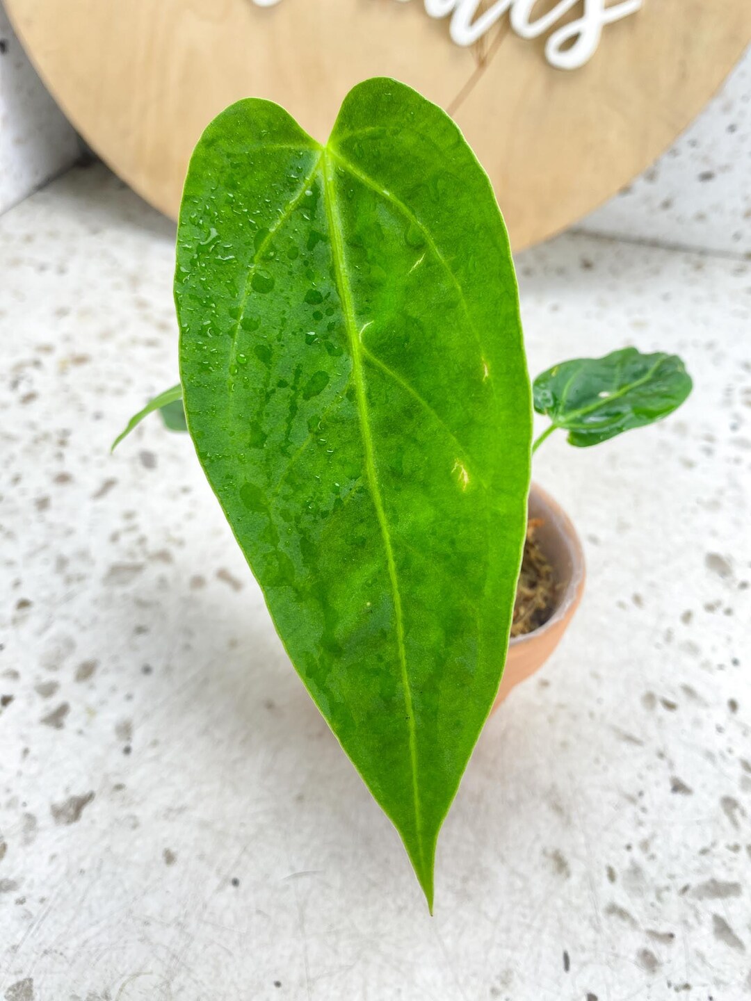 Anthurium Magificum X Warocqueanum Dark Form Multiples Leaves Multiple ...