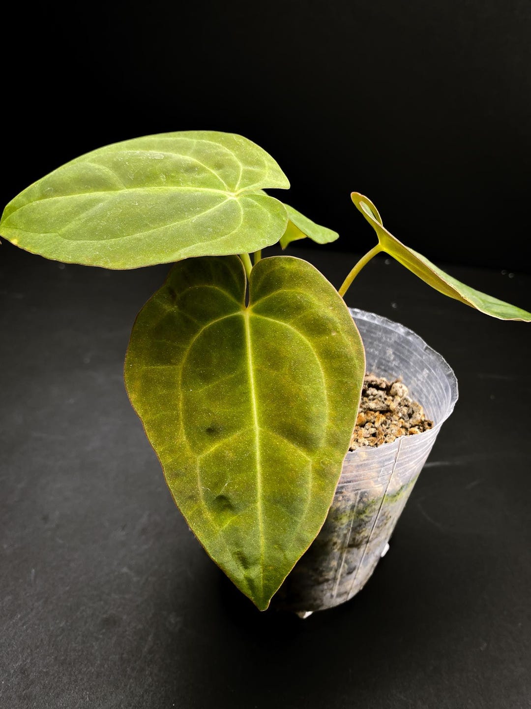 Anthurium Blue Papillilaminum X Dark Phoenix 4 Leaves Multiple Nodes 1 ...