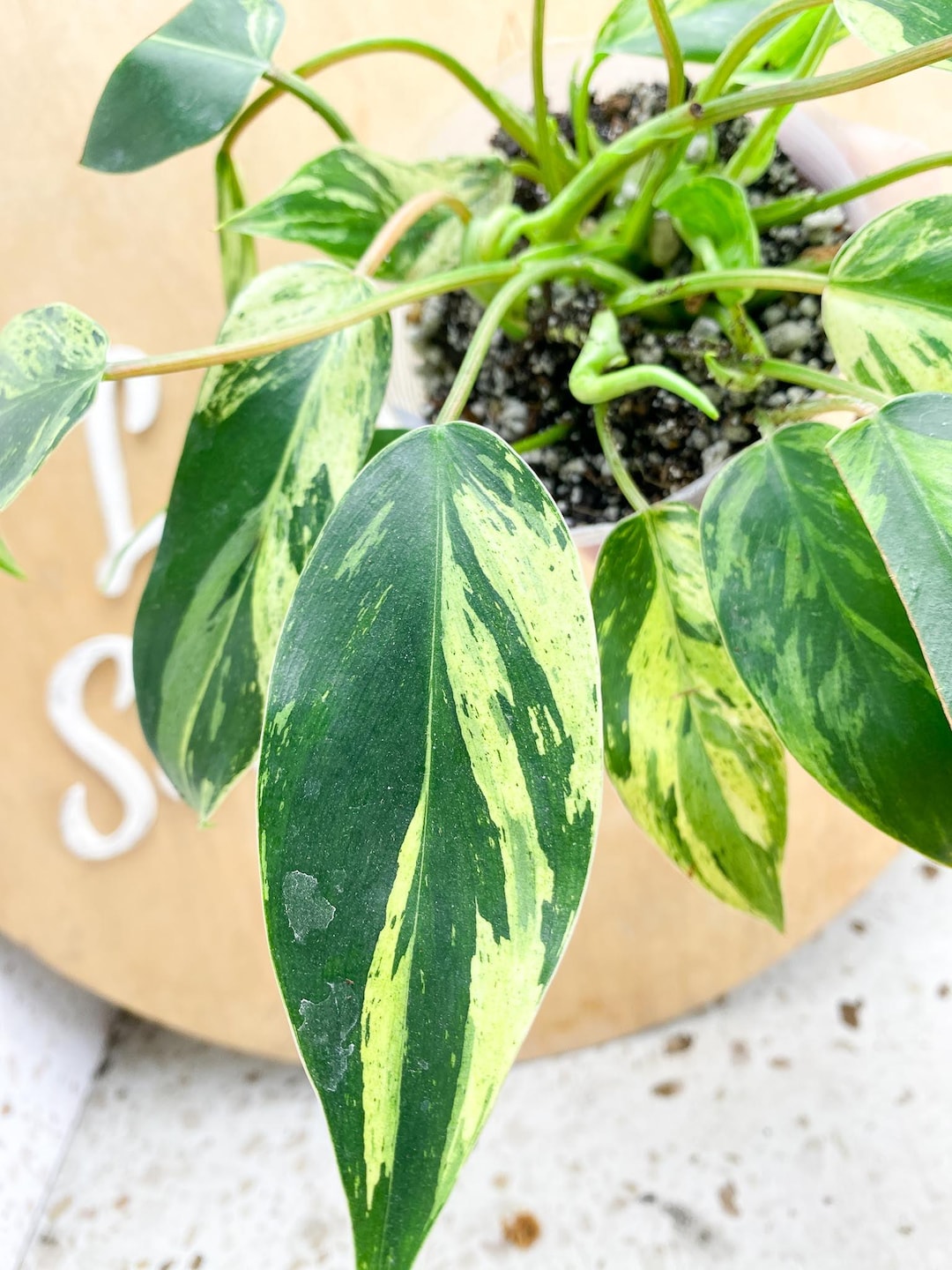 Philodendron Emerald Marble King Variegated Multiple Leaves Multiple ...
