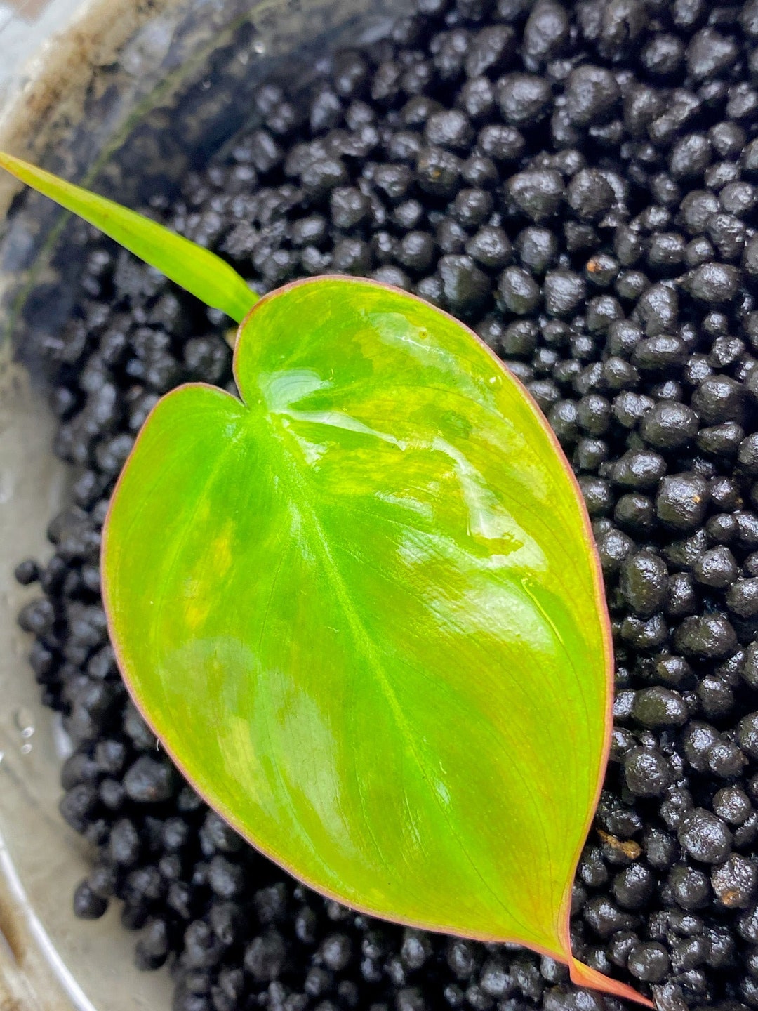 Philodendron Micans Variegated 1 Leaf 1 Shoot Top Cutting rooting - Etsy