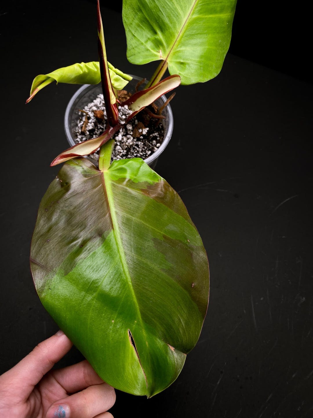 Philodendron Red Moon Variegated 3 Leaves 4 Nodes 1 Sprout FREE ...