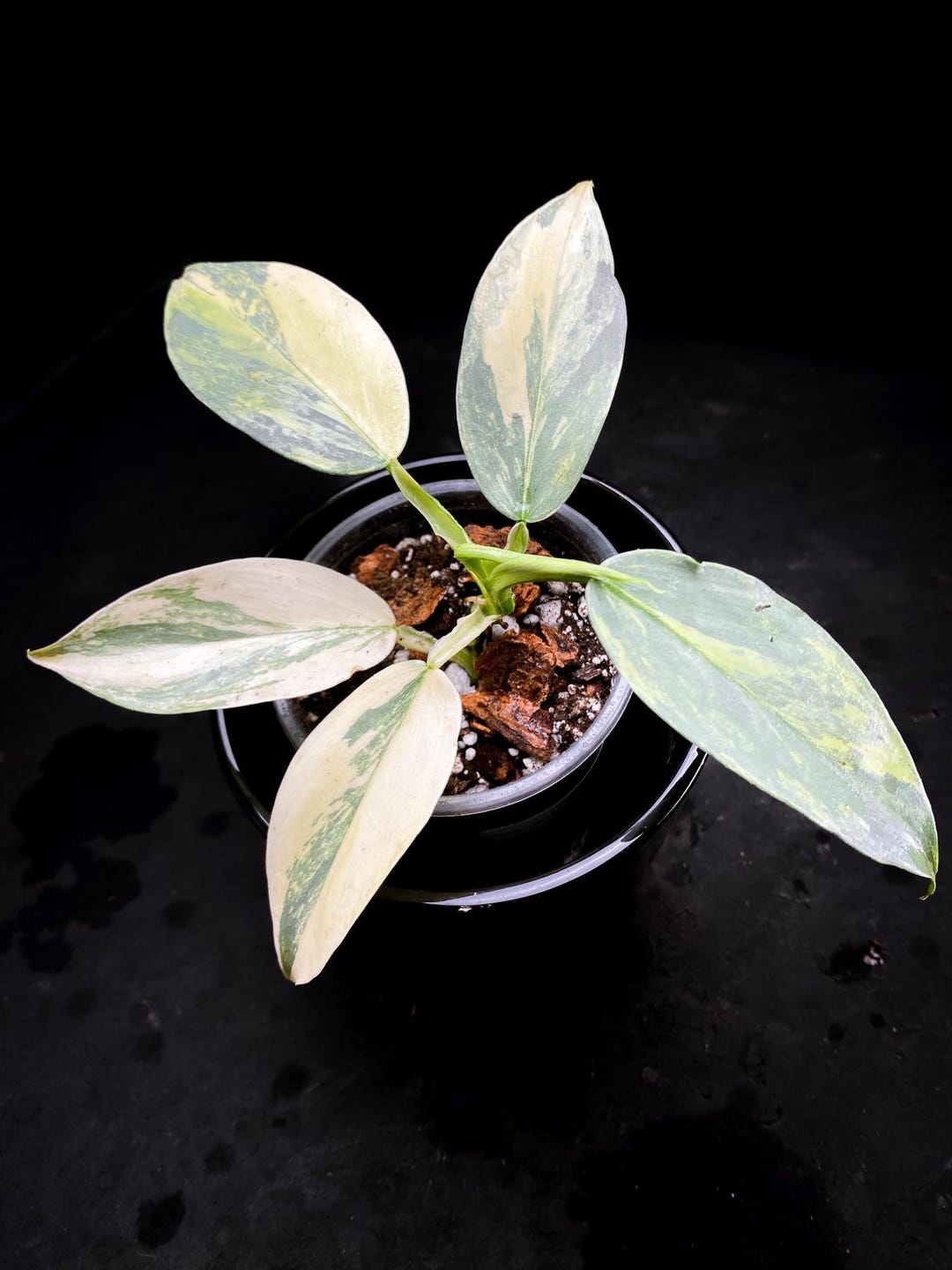 Philodendron Silver Sword Variegated Multiple Leaves Multiple Nodes 1 ...