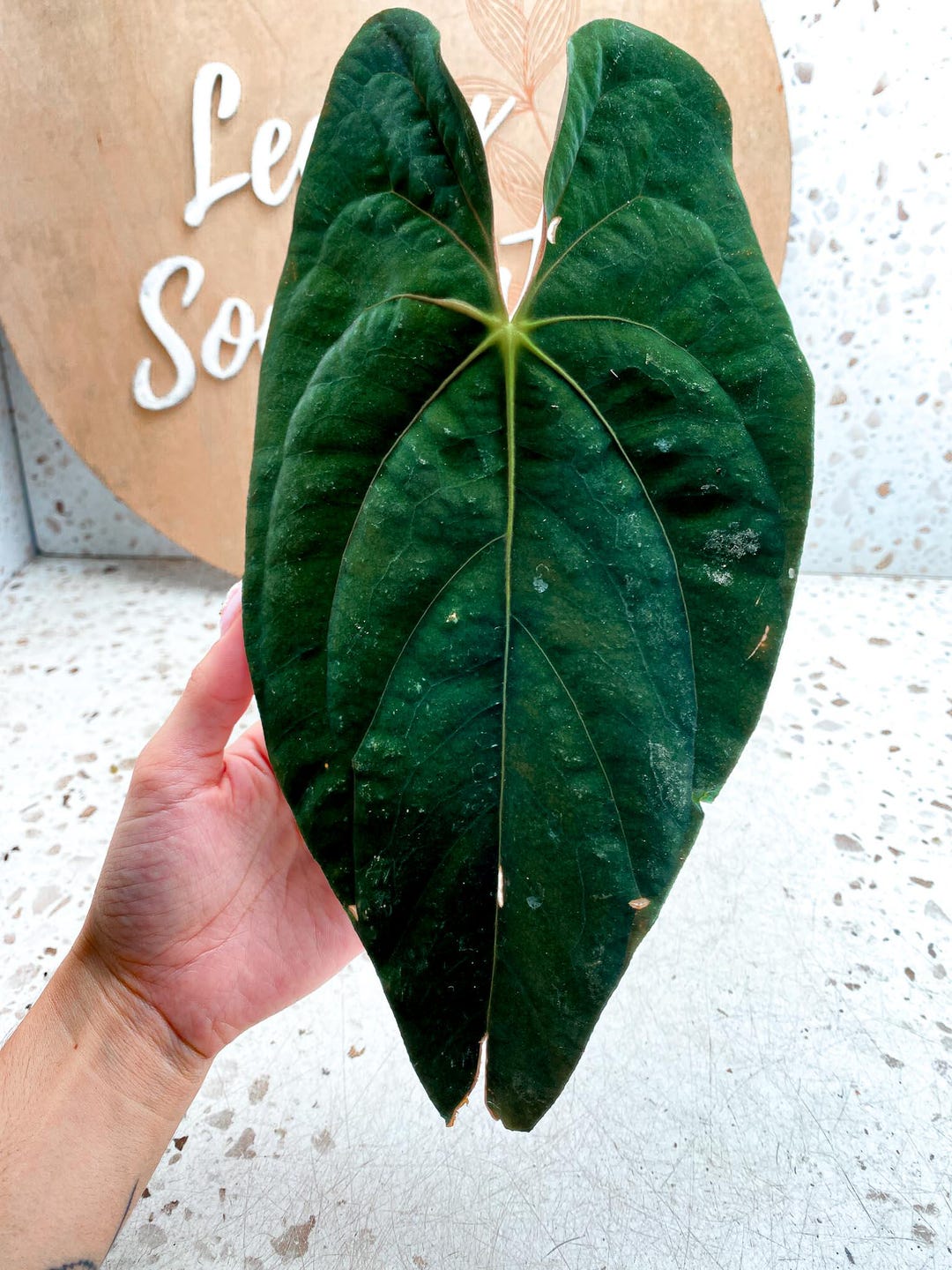 Anthurium Papillilaminum Long and Bullet Dark 1 Leaf 1 Node Slightly ...