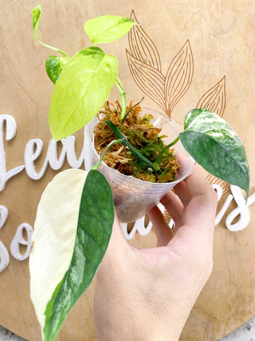 Epipremnum Cebu Blue Variegated 6 Leaf Top Cutting rooting FREE ...