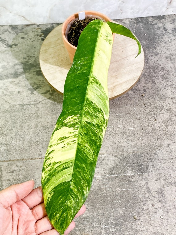 Epipremnum Giganteum Variegated 2 Leaves Rooting Top Cutting - Etsy