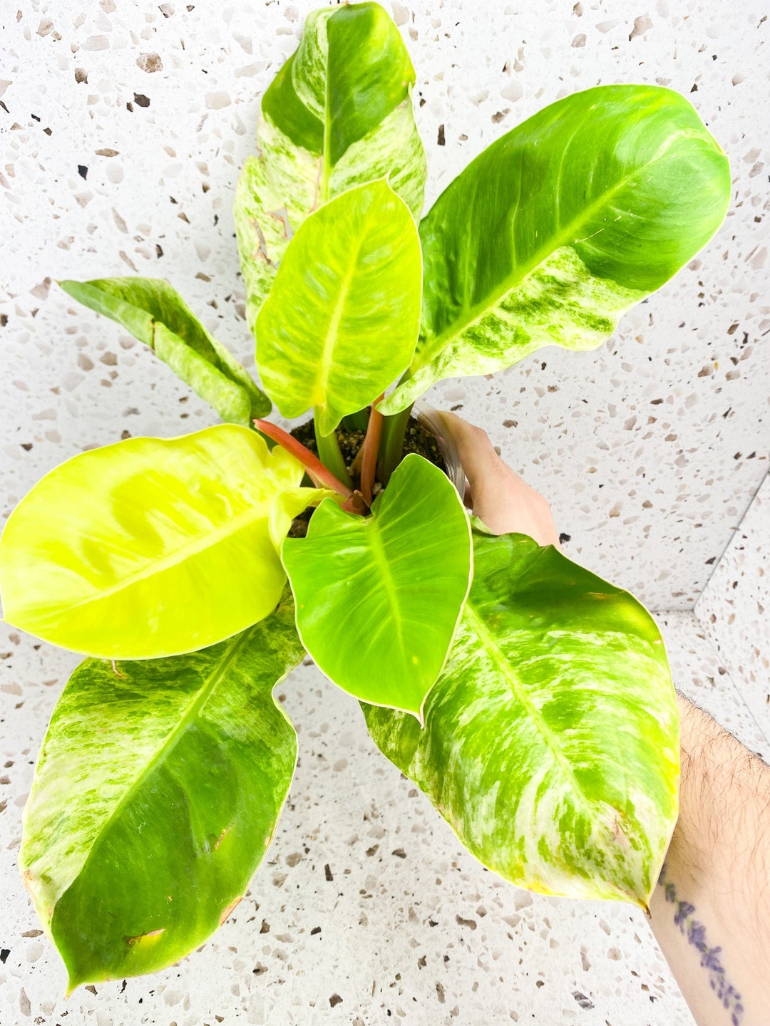 Philodendron Moonlight Varigated Rooted - Etsy