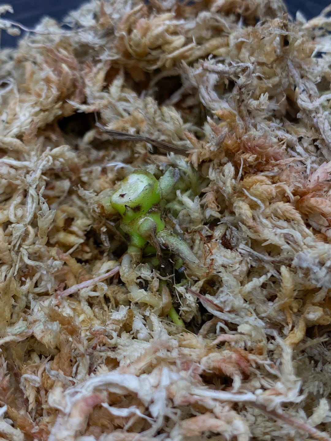 Anthurium Regale X Warocqueanum Dark Form Multiple Nodes 1 Sprout ...