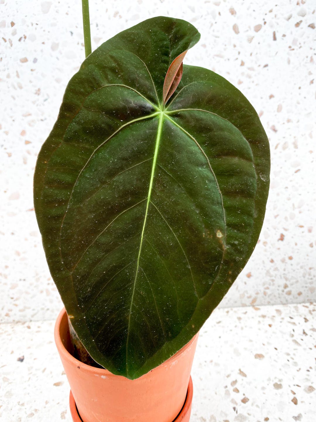 Anthurium Papillilaminum Long and Bullet Dark 1 Leaf 2 Nodes 1 Sprout ...