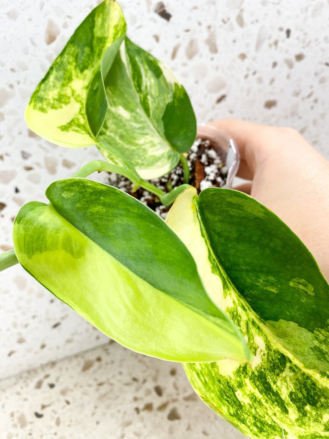 Scindapsus Jade Satin Aurea Variegated 5 Leaves Top Cutting slightly ...