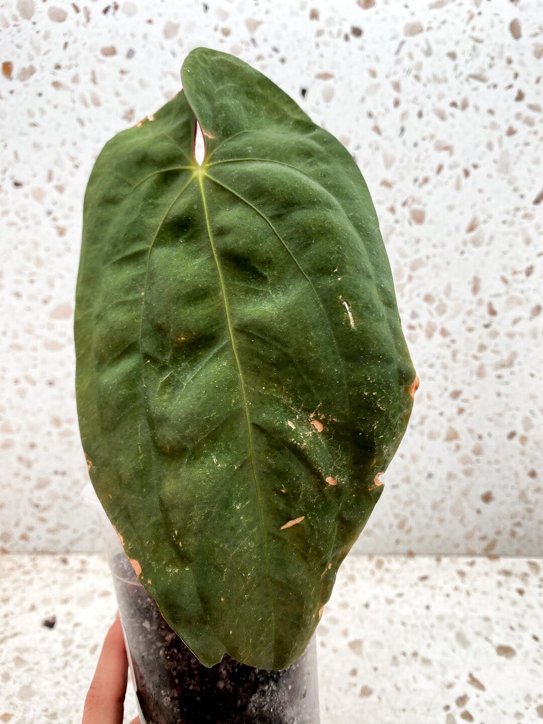 Anthurium Papillilaminum X Dressleri 1 Leaf 1 Node Rooted FREE SHIPPING ...