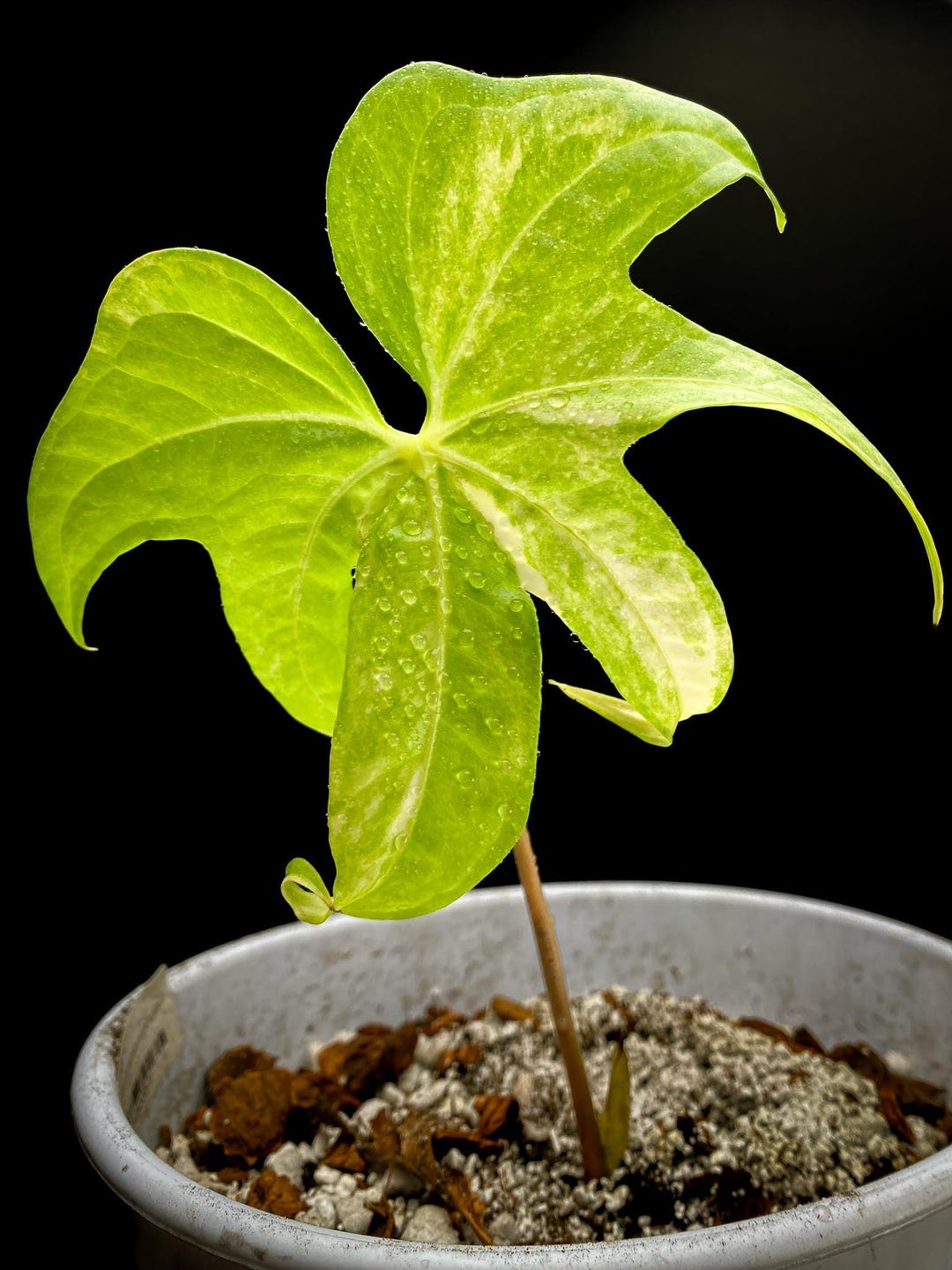 Anthurium Pedatoradiatum Variegated 1 Leaf 2 Nodes 1 Sprout Rooted Xp ...