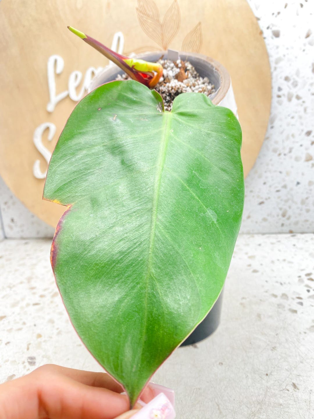 Philodendron Red Moon Variegated 1 Leaf 2 Nodes 1 Sprout Rooting FREE ...