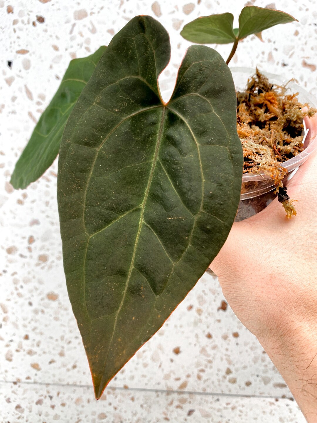 Anthurium Ace of Spades 4 Leaves - Etsy