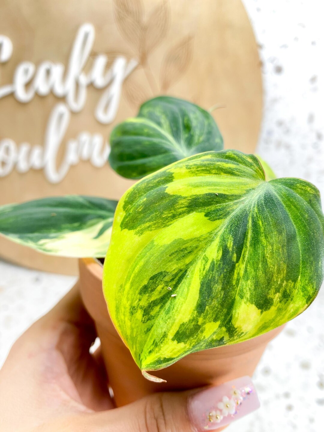 Philodendron Micans Variegated Multiple Leaves Top Cutting FREE ...