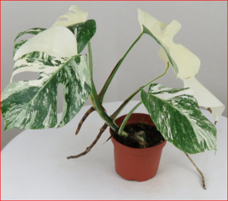 100 Monstera Albo Samen Variegated Deliciosa Monstera Weiß - Etsy.de