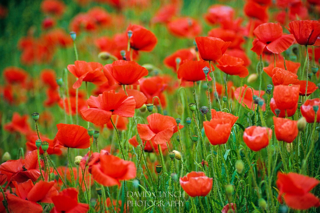 Red Poppies Field Galway, Irish Landscape, Fine Art Poppies, Poppies ...