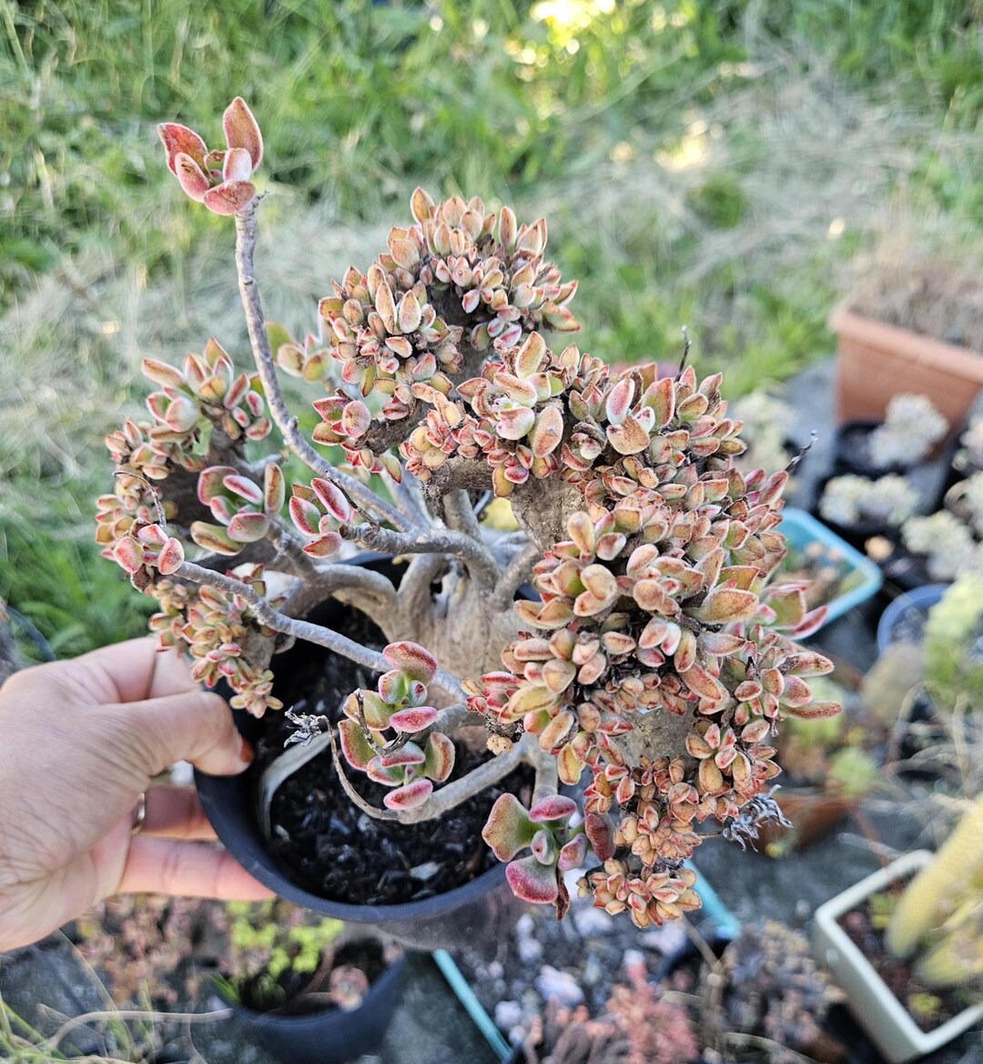 Large Echeveria Pulvinata 'ruby Blush' Crested - Etsy Australia