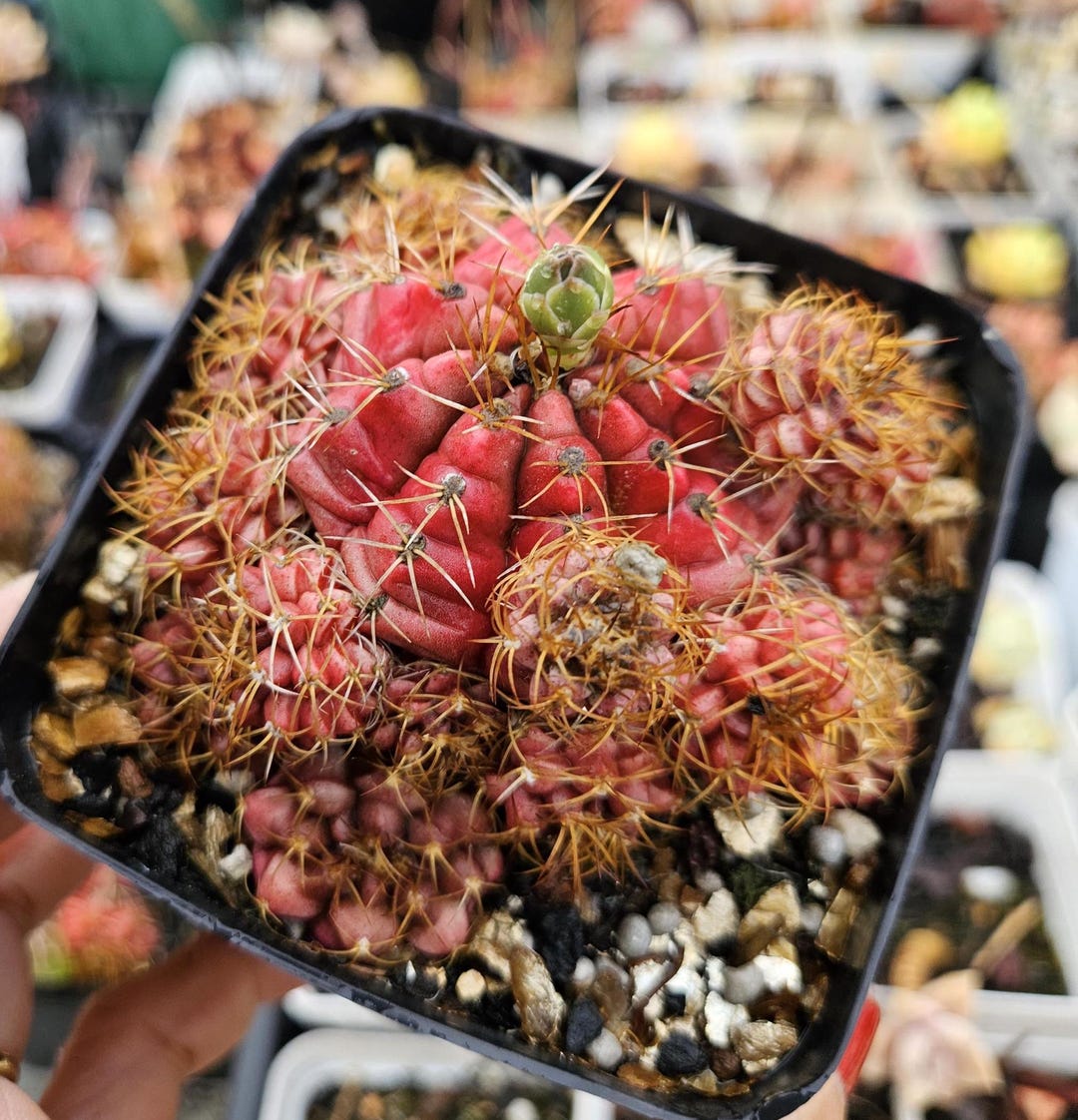Matured Cacti With Offsets - Etsy Australia