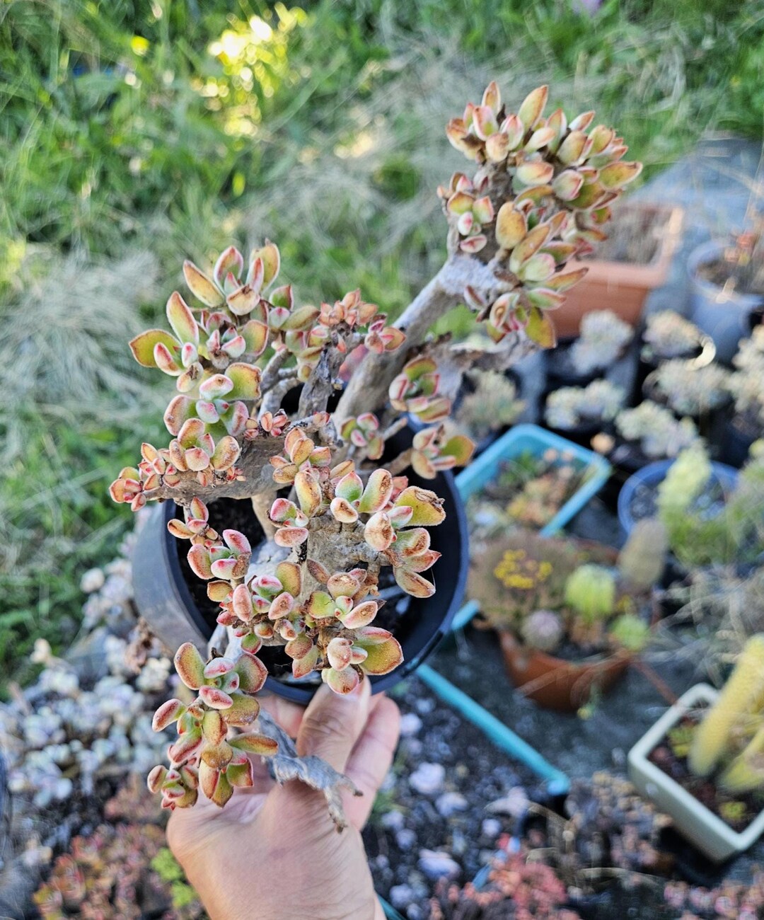 Large Echeveria Pulvinata 'ruby Blush' Crested - Etsy Australia