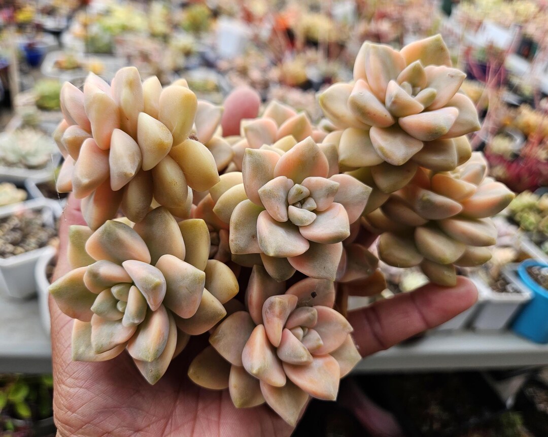 X1 CUTTING Only - Grapto Paraguayense Ssp. Bernalense Variegated - Etsy ...