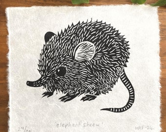 Elephant Shrew Stuffed Toy Native African Animal Shrew Plush Sengi ...