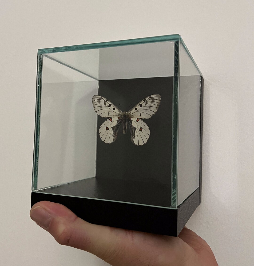 Framed Butterfly Wooden Shelf With Glass - Etsy