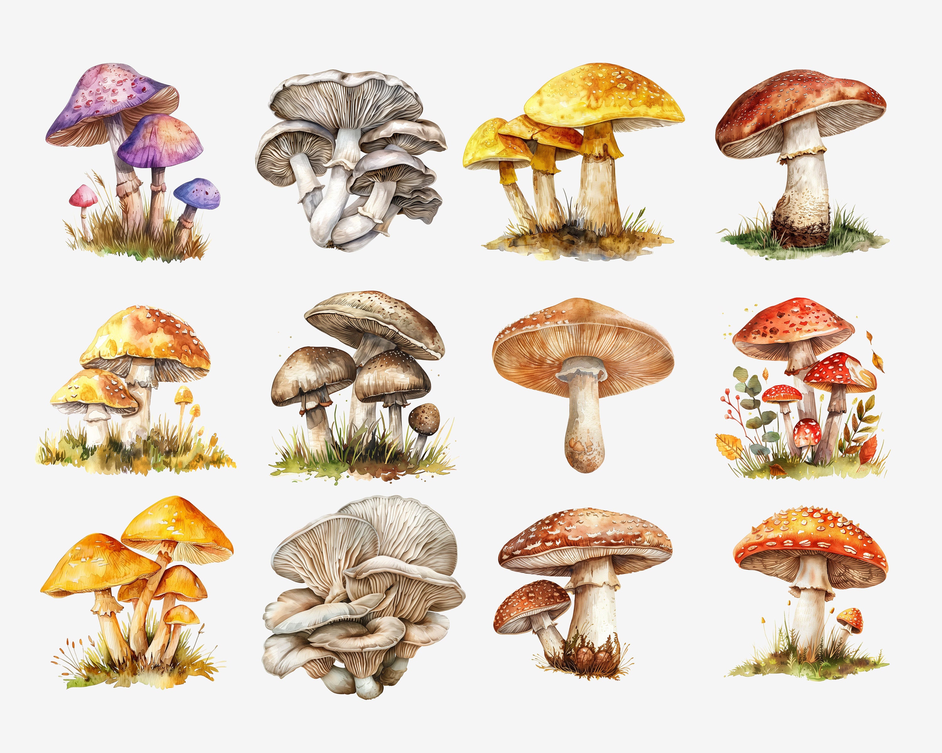 Watercolor Mushrooms Clipart Bundle, Forest Graphics, Digital Cute ...