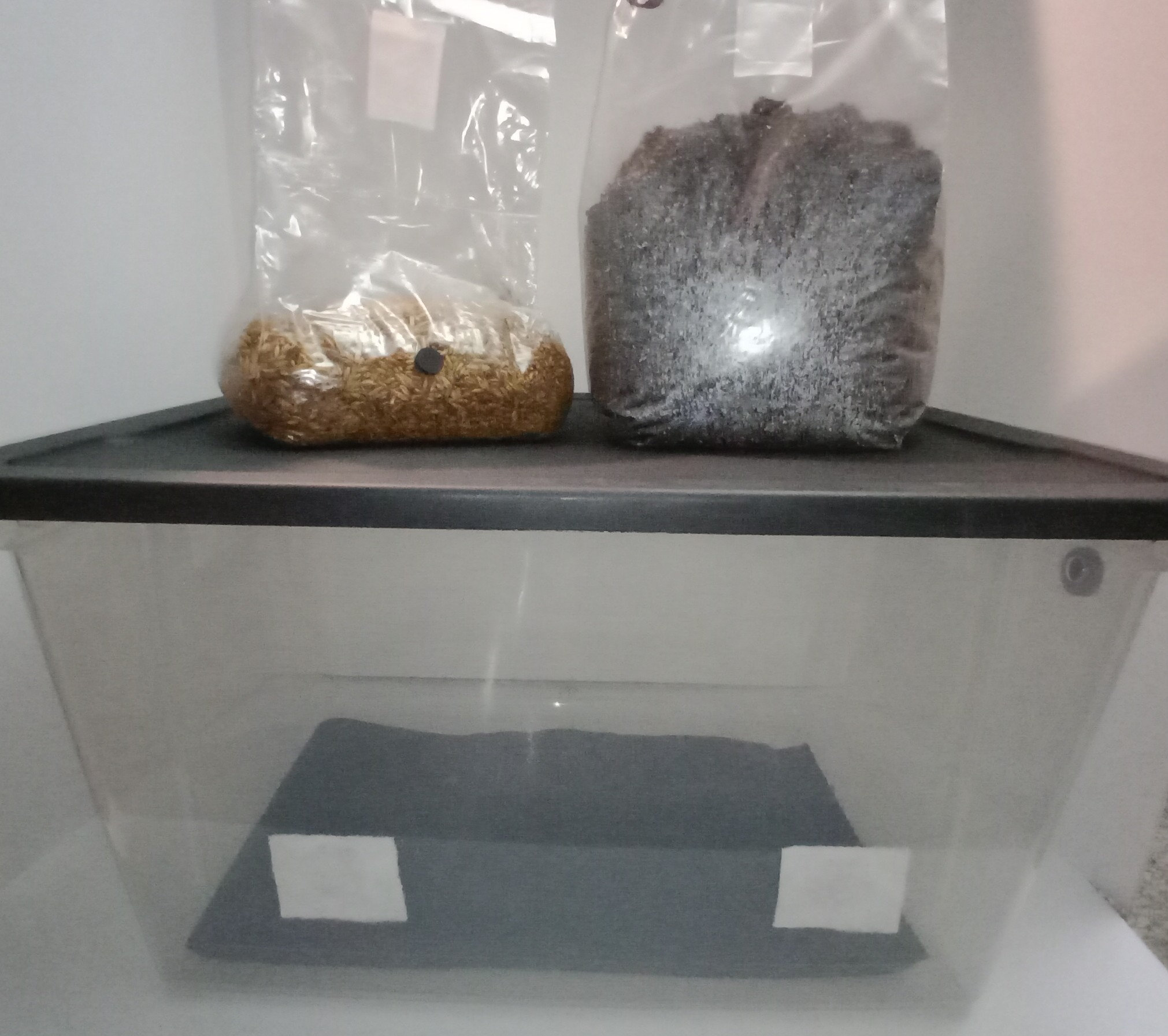 Outdoor & Gardening Sterilized Spawn Basic Monotub GrowKit and Casing ...