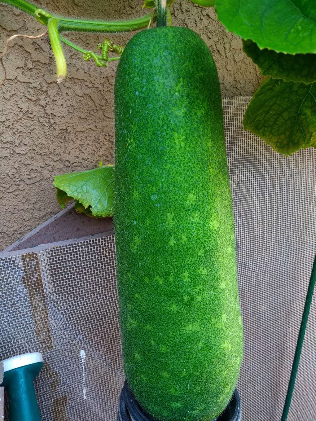 Winter Melon (canton Giant Winter Melon ) 25 Seeds, .ash Gourd, "wax ...