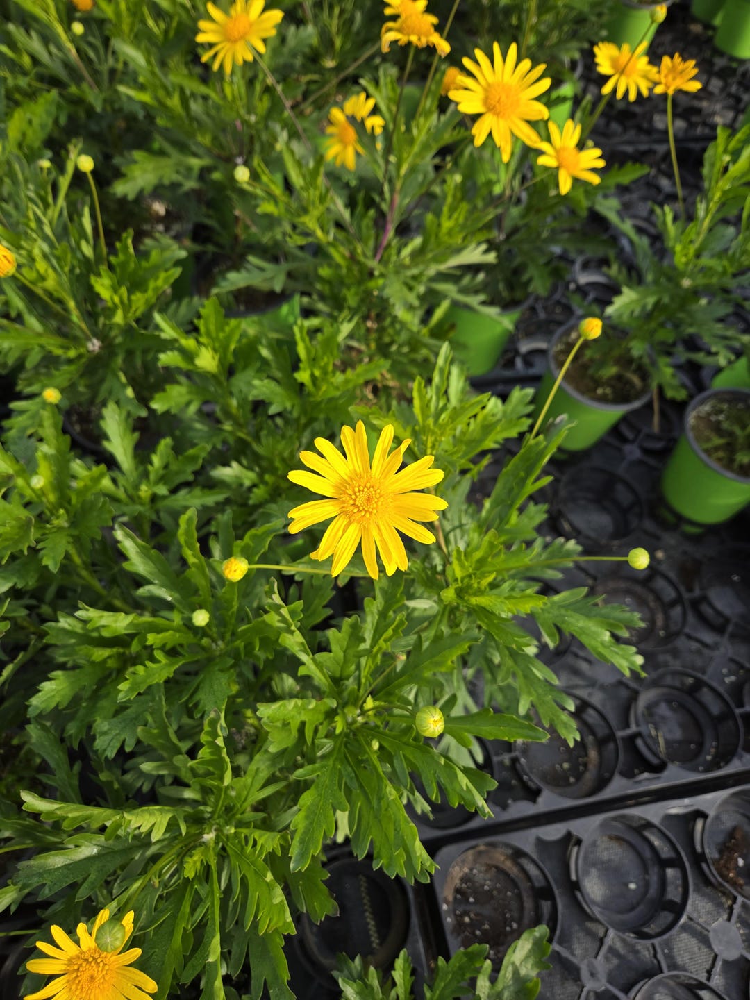 Euryops Green Leaf Live Plant, Golden African Daisy Bush, 4" Pot or 1GL ...