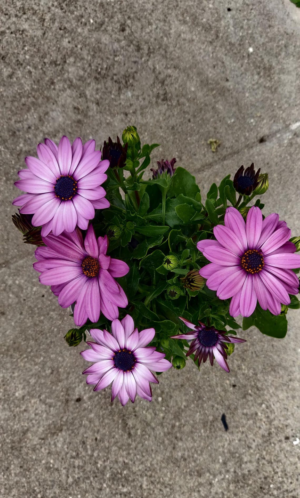 Serenity Pink African Daisy, Osteospermum, Live Plant, No GMO. Grown in ...